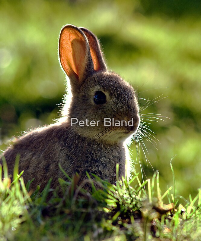 "Young Rabbit" by Peter Bland | Redbubble