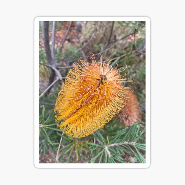 "Australian flora colours" Sticker for Sale by Jellydancer71 | Redbubble