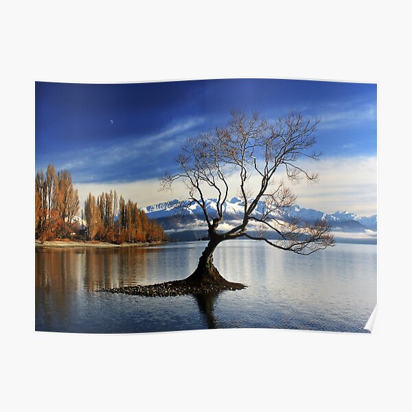 "Wanaka Lake Tree 2" Poster by charlesk | Redbubble