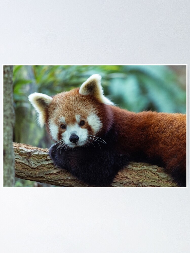 "Lounging Red Panda " Poster for Sale by aeonWAVE | Redbubble