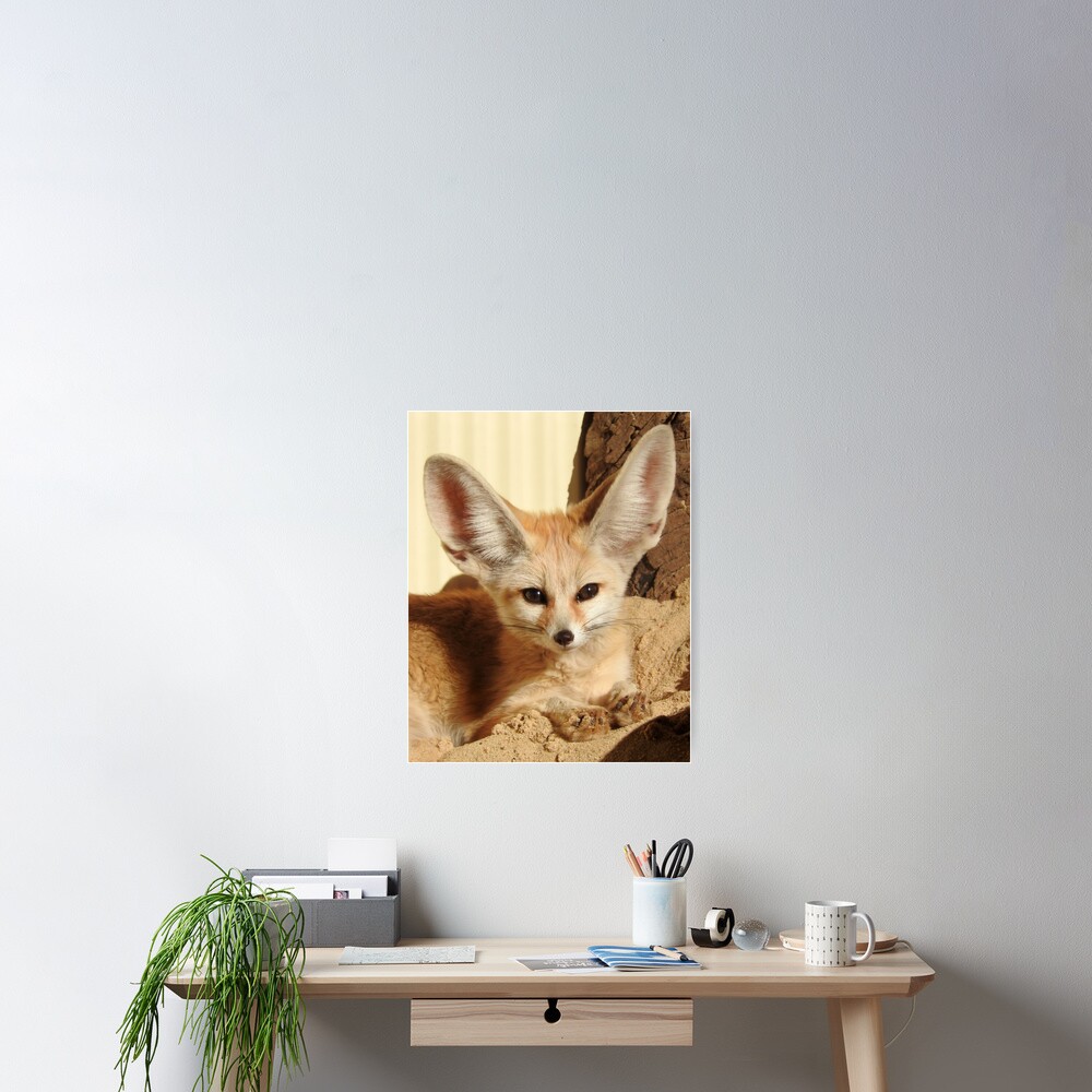 "Fennec Fox" Poster for Sale by kirstybush | Redbubble