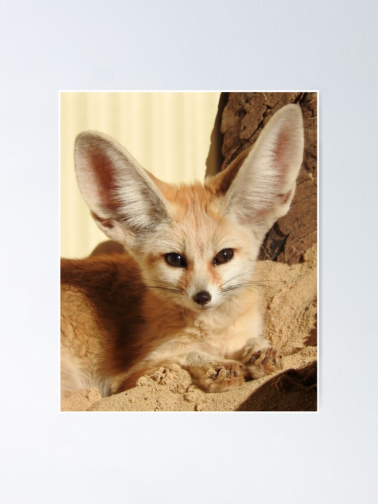 "Fennec Fox" Poster for Sale by kirstybush | Redbubble