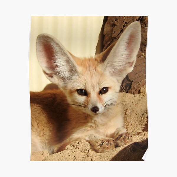 "Fennec Fox" Poster for Sale by kirstybush | Redbubble