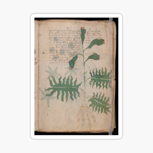 " Voynich manuscript book cover Illustrated codex green leaf and flower ...