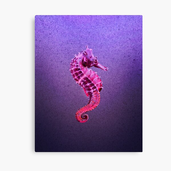 "Purple Seahorse" Canvas Print for Sale by DonnaKBrowning | Redbubble