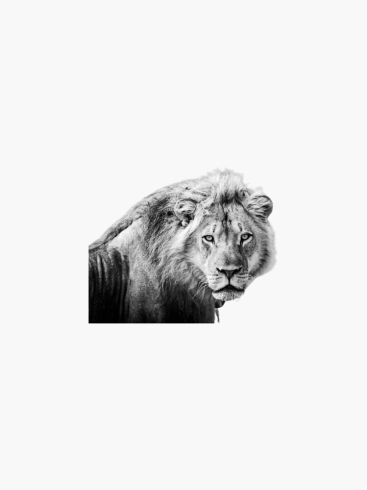 "The brave African lion's gaze" Sticker for Sale by chanox | Redbubble