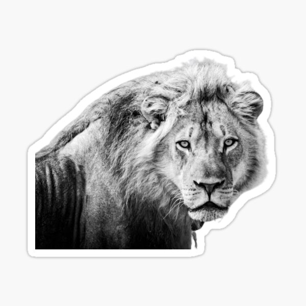 "The brave African lion's gaze" Sticker for Sale by chanox | Redbubble