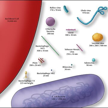 "Virus vs. Bacteria, Comparison of Sizes" Poster for Sale by ...