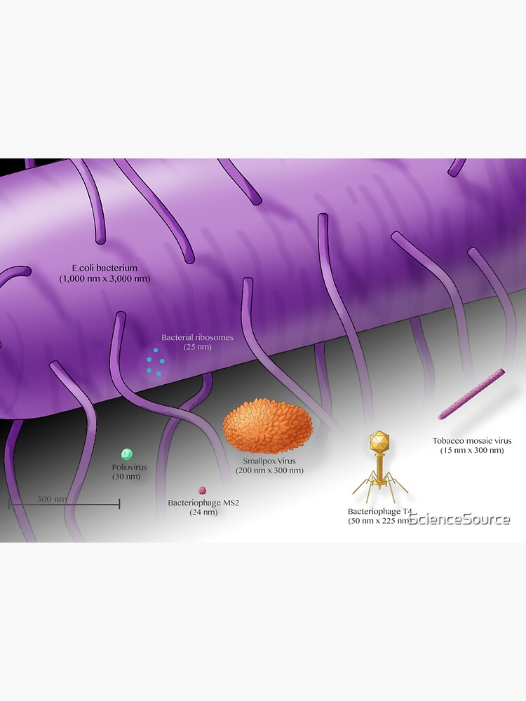 "Virus vs. Bacteria, Comparison of Sizes" Sticker for Sale by ...
