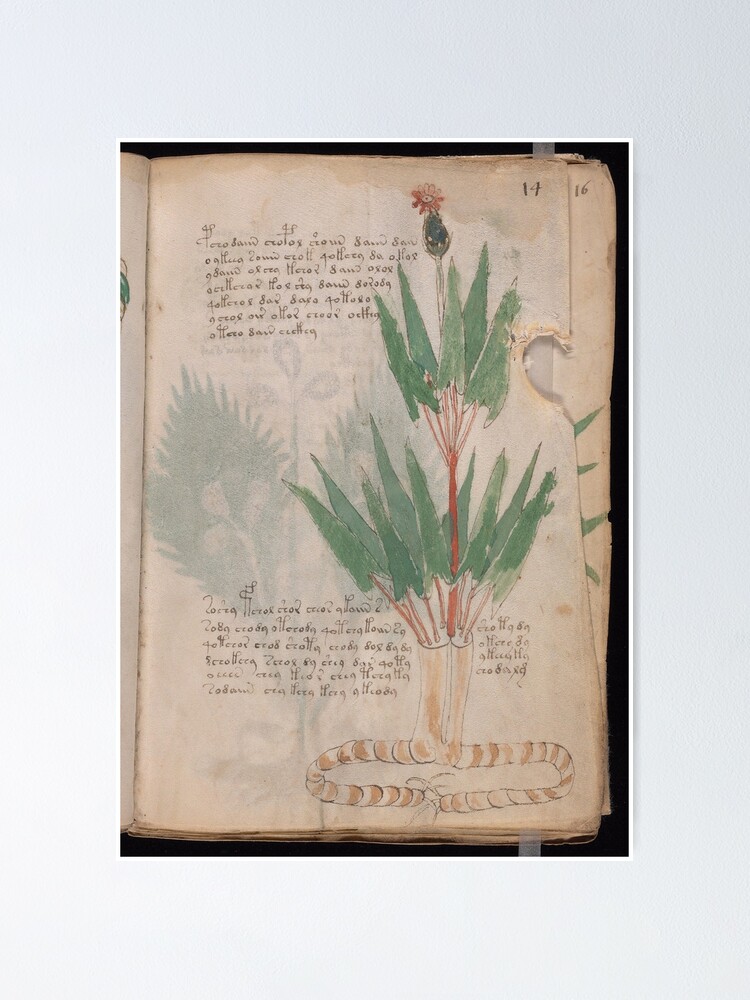 " Voynich manuscript book - manuscript old book vintage - mysterious ...