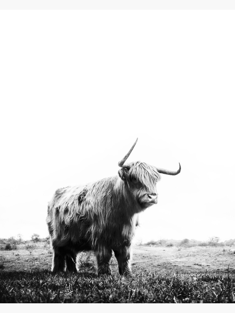 "Bull print, Animal, Nature, Scandinavian print, Scandinavian, Nordic ...