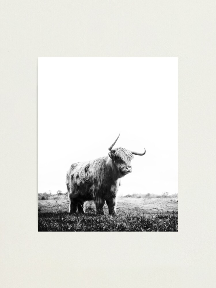 "Bull print, Animal, Nature, Scandinavian print, Scandinavian, Nordic ...