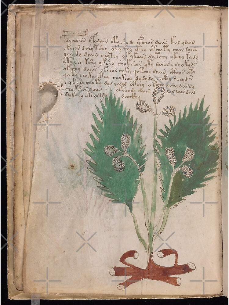 "Voynich manuscript book - manuscript old book vintage - mysterious ...