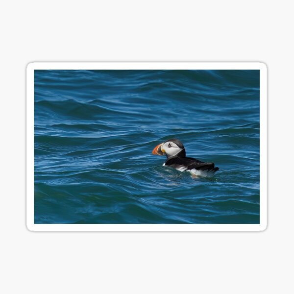 "Puffin at sea" Sticker for Sale by Sawks1photo | Redbubble