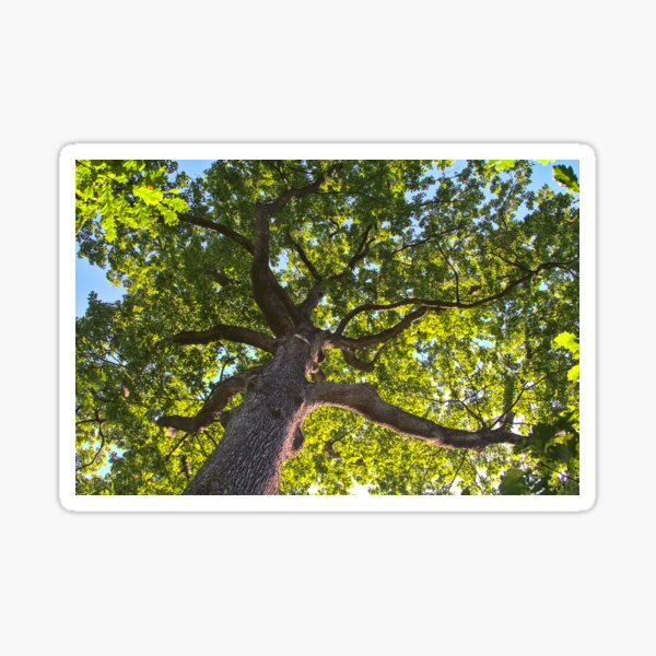 "Chêne bicentenaire" Sticker for Sale by ExposeBoutique | Redbubble