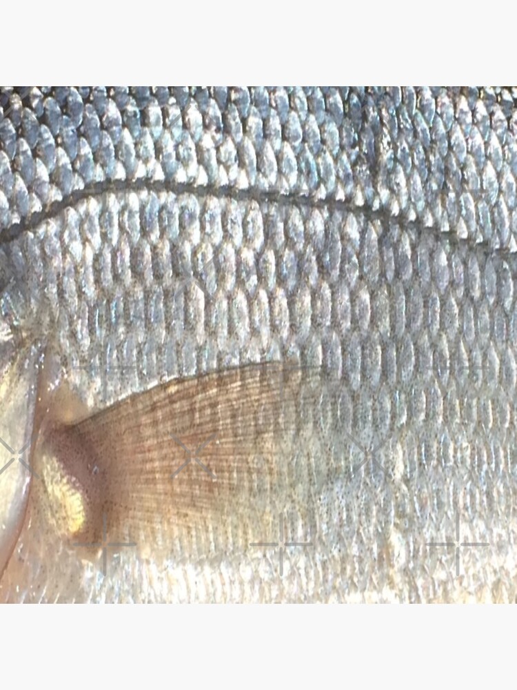 "White Perch Scales (Natural) Skin Pattern " Sticker for Sale by ...