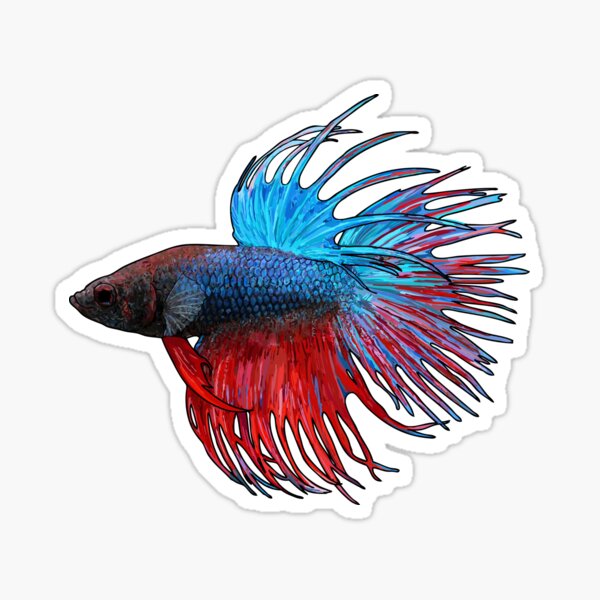 Betta Fish Stickers | Redbubble