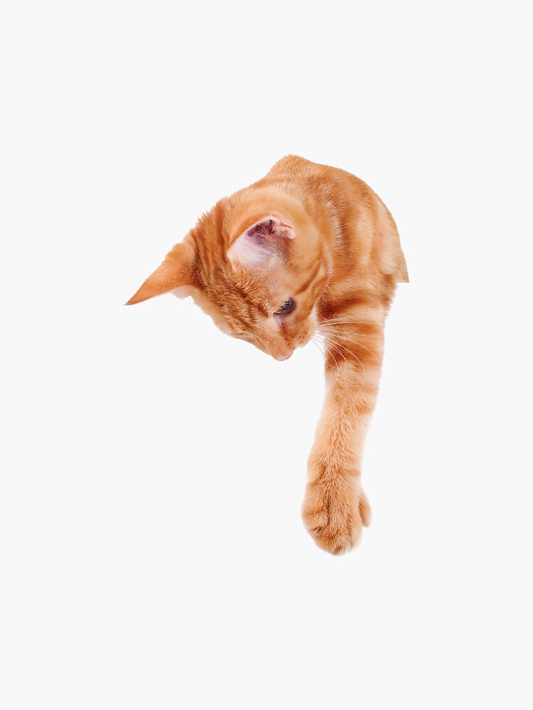 "orange cat // grab" Sticker for Sale by JulianaM14 | Redbubble