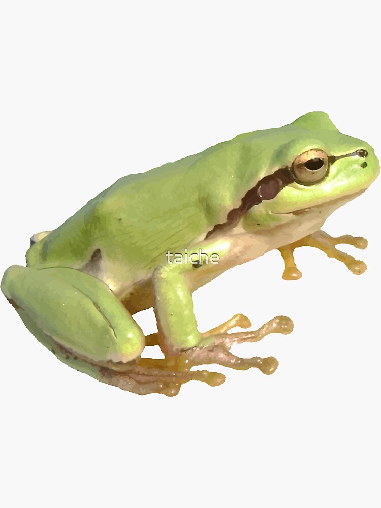 "Cute European Green Tree Frog Cut Out" Sticker for Sale by taiche ...