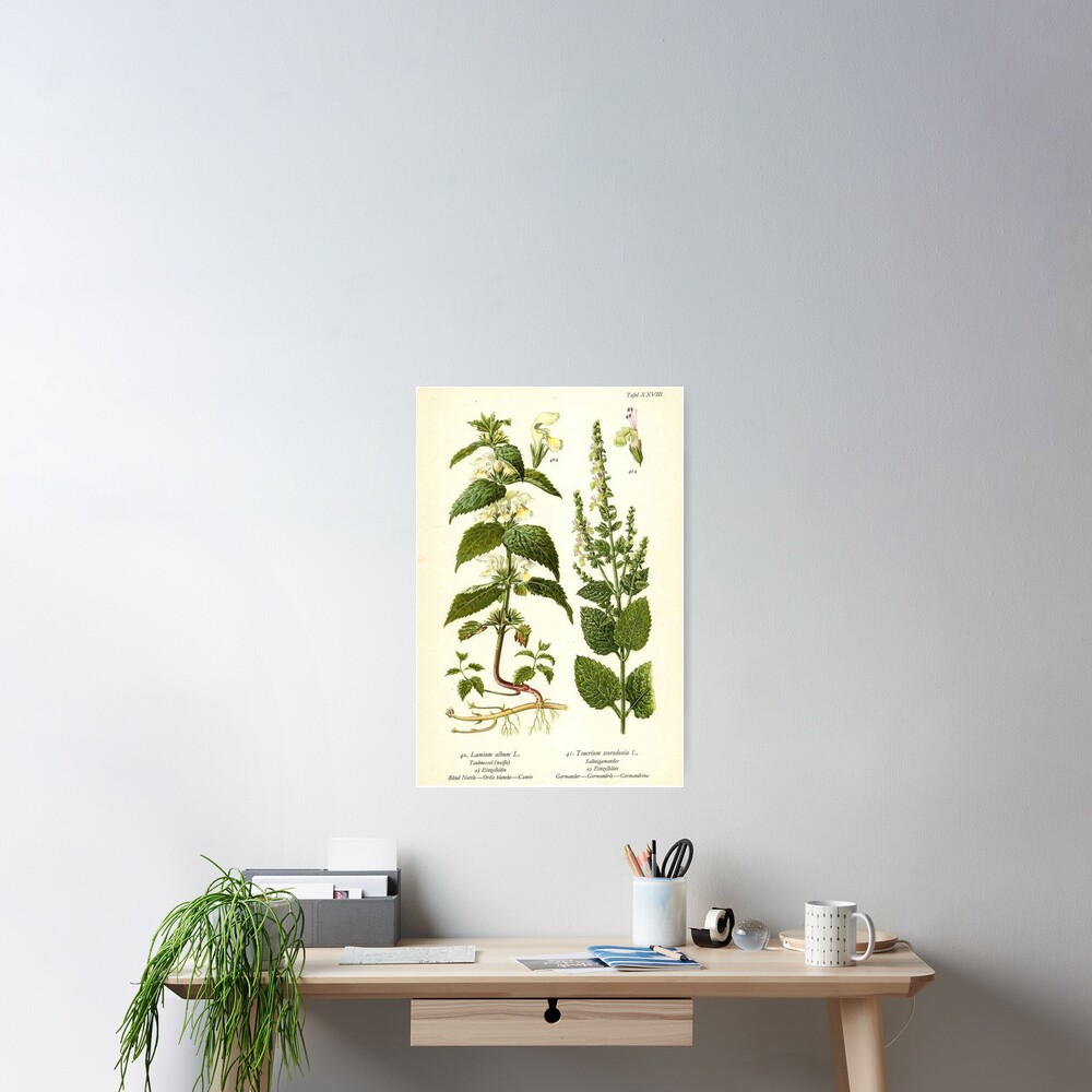 "aesthetic vintage botany" Poster for Sale by boneToMars | Redbubble