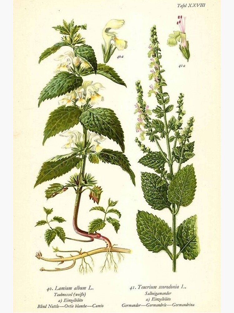 "aesthetic vintage botany" Poster for Sale by boneToMars | Redbubble