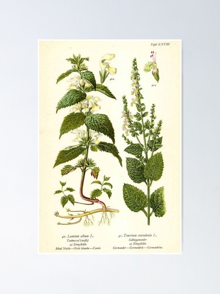 "aesthetic vintage botany" Poster for Sale by boneToMars | Redbubble