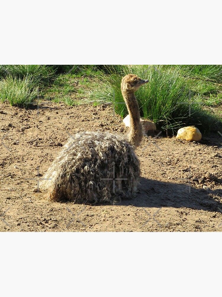 Póster «Bebé avestruz esponjoso lindo simplemente relajándose en el ...