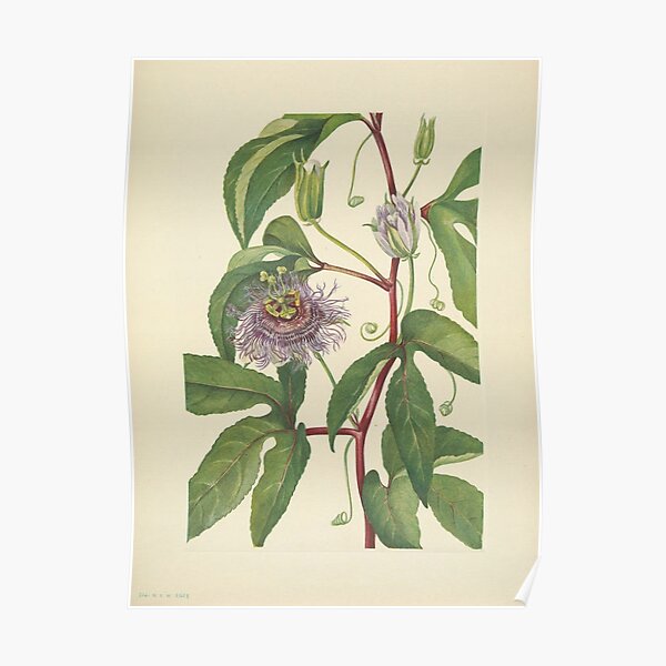 Vintage Botanical Flower Art Passion Flower Passiflora Incarnata Poster For Sale By