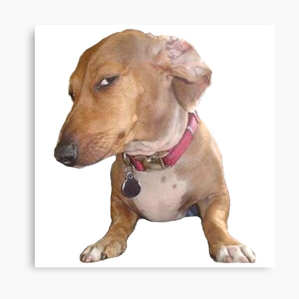 "Sus dog meme" Metal Print for Sale by TheBigSadShop | Redbubble