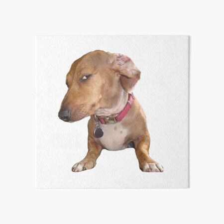 "Sus dog meme" Art Board Print for Sale by TheBigSadShop | Redbubble