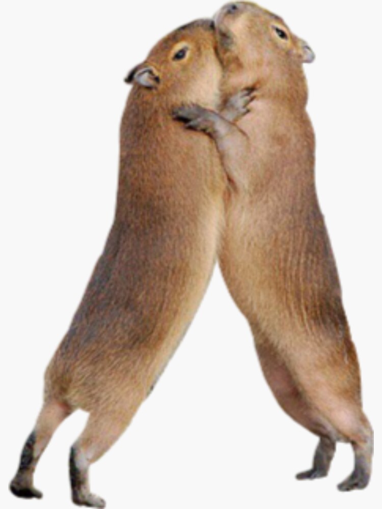 "Fighting Capybara- Hugging Capybara" Sticker for Sale by Typical-Turd ...