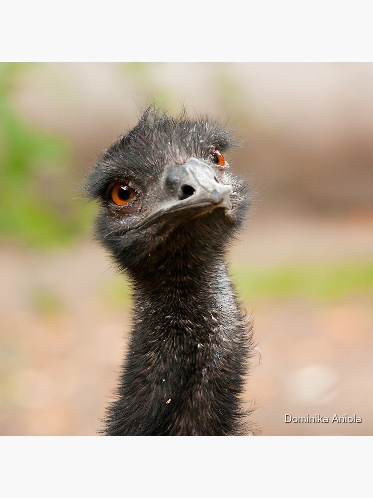 "Emu" Photographic Print by domcia | Redbubble