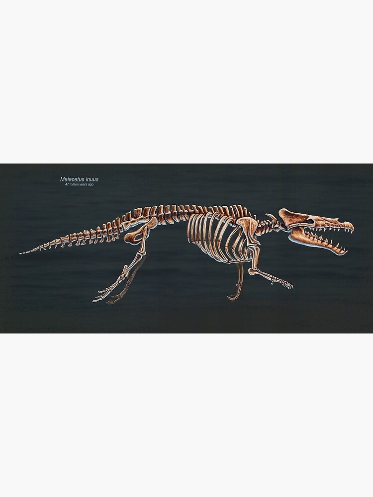 "Maiacetus inuus Skeletal Study" Photographic Print for Sale by ...