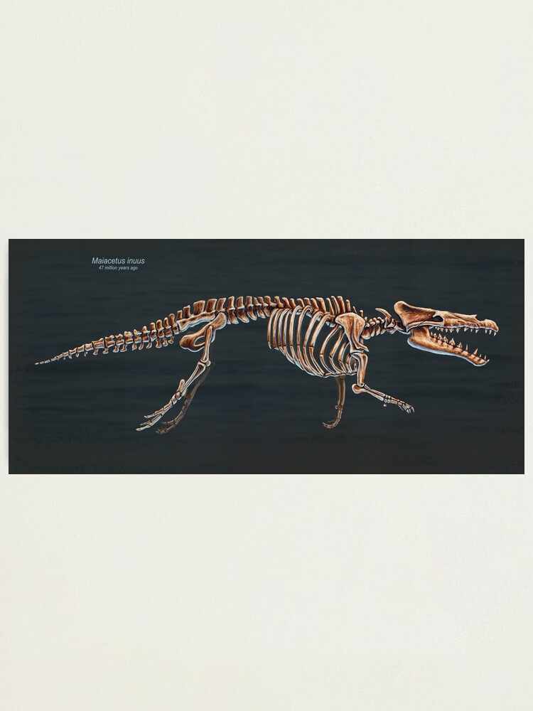 "Maiacetus inuus Skeletal Study" Photographic Print for Sale by ...