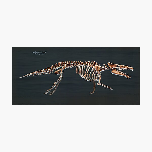 "Maiacetus inuus Skeletal Study" Photographic Print for Sale by ...