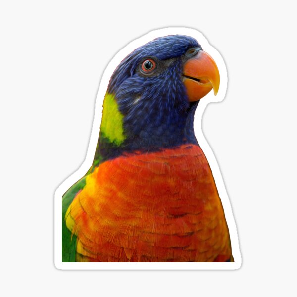 "happy, cute and colorful parrot" Sticker for Sale by MyAnimals007 ...