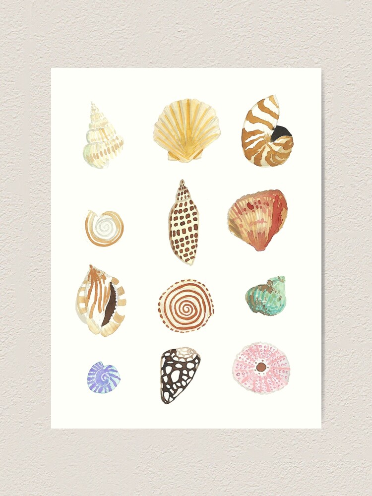 "Shell Collection" Art Print for Sale by jenbucheli | Redbubble