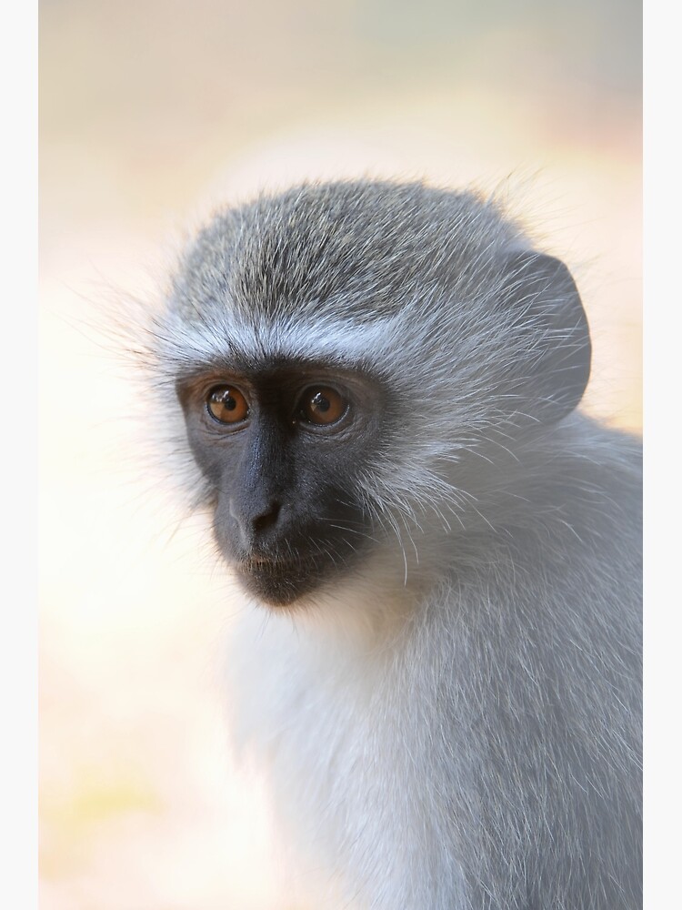 "Monkey Face Animal Portrait taken in Sabi Sands" Poster for Sale by ...