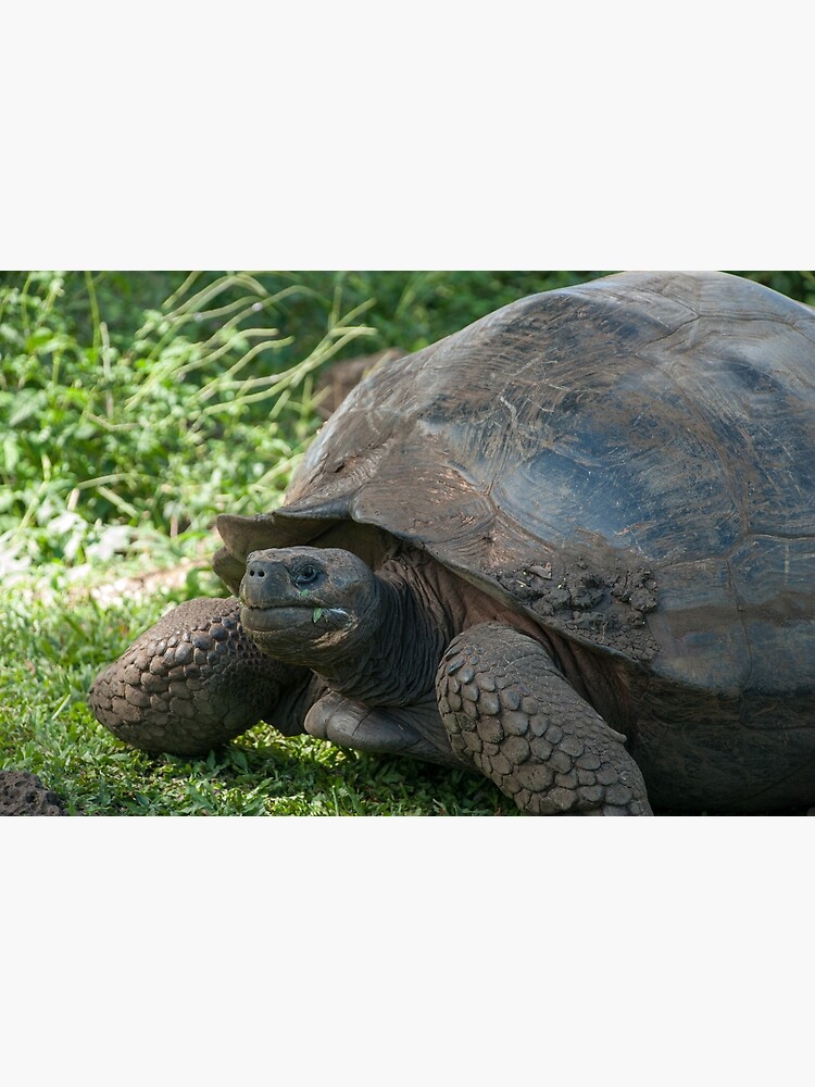 "Friendly Galapagos Tortoise Photograph" Poster for Sale by Cynicky ...
