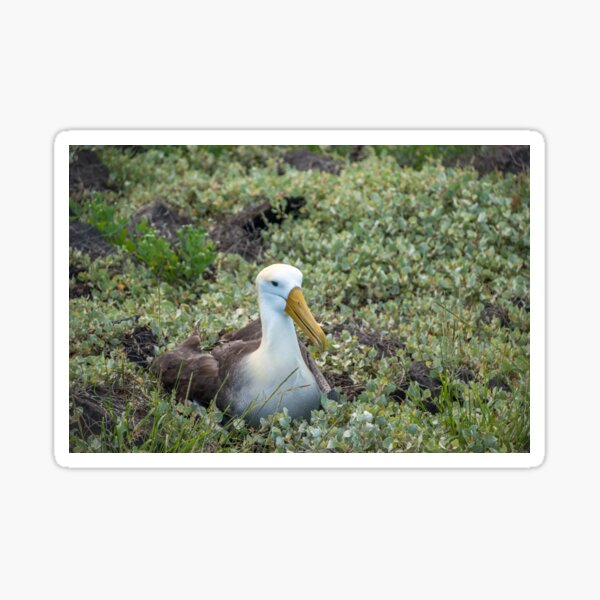 "Lonely Male Albatross Photograph" Sticker for Sale by Cynicky | Redbubble