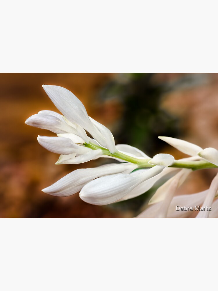 "Leaning Spike of Hosta Buds" Sticker for Sale by debramartz | Redbubble