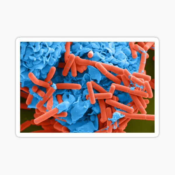 "E. coli and Macrophages, SEM, Microscope Bacteria" Sticker for Sale by ...