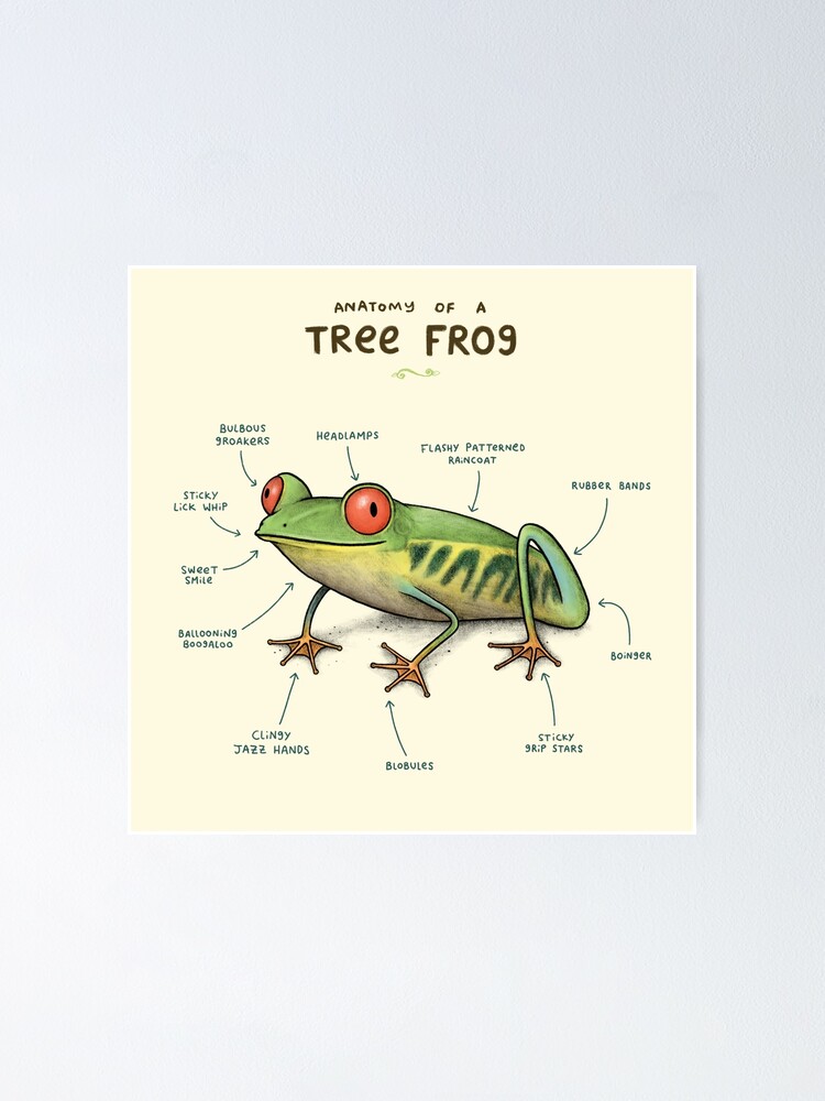 "Anatomy of a Tree Frog" Poster for Sale by SophieCorrigan | Redbubble