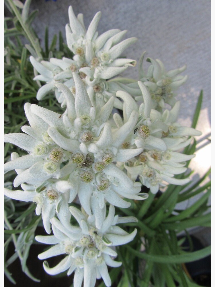 "edelweiss" Art Board Print by rachariedel | Redbubble