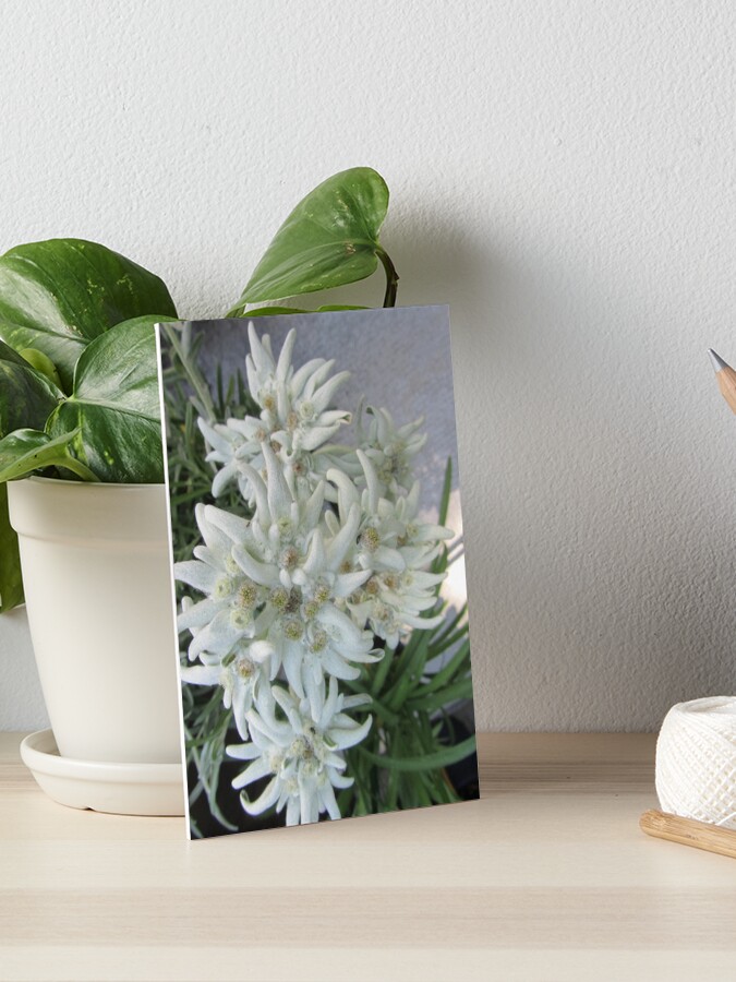 "edelweiss" Art Board Print by rachariedel | Redbubble