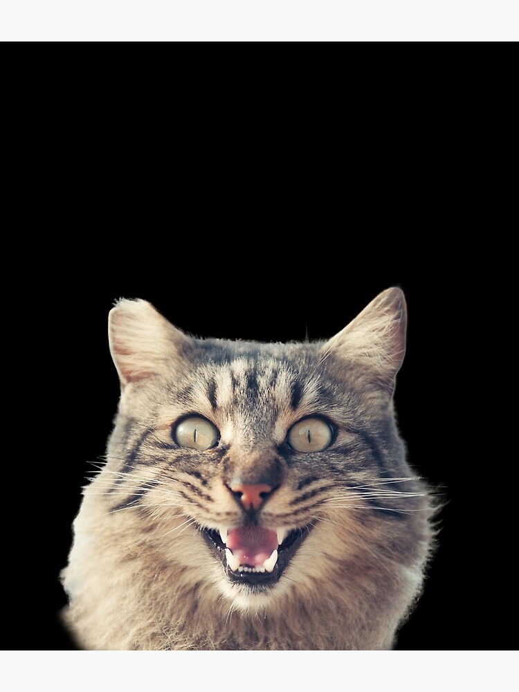 "Funny cute cat. Cat face expression. Cat face meme" Poster for Sale by ...