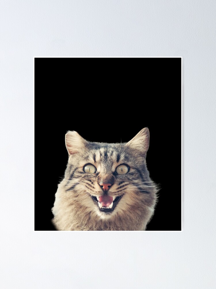 "Funny cute cat. Cat face expression. Cat face meme" Poster for Sale by ...