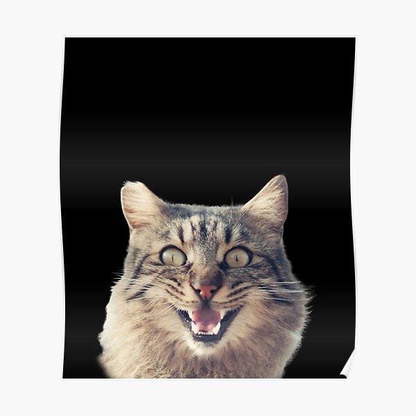 "Funny cute cat. Cat face expression. Cat face meme" Poster for Sale by ...