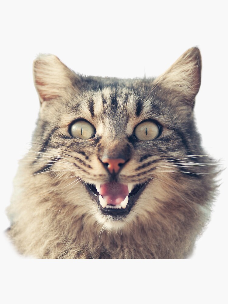 "Funny cute cat. Cat face expression. Cat face meme" Sticker for Sale ...