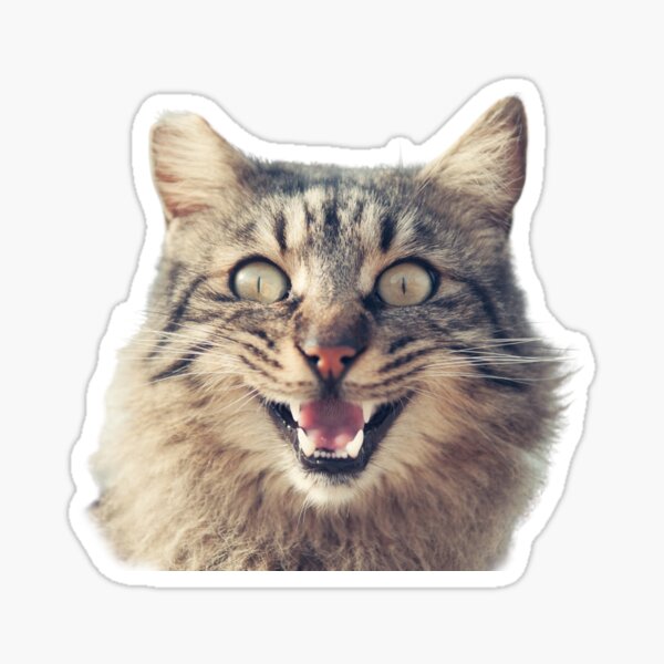 "Funny cute cat. Cat face expression. Cat face meme" Sticker for Sale ...